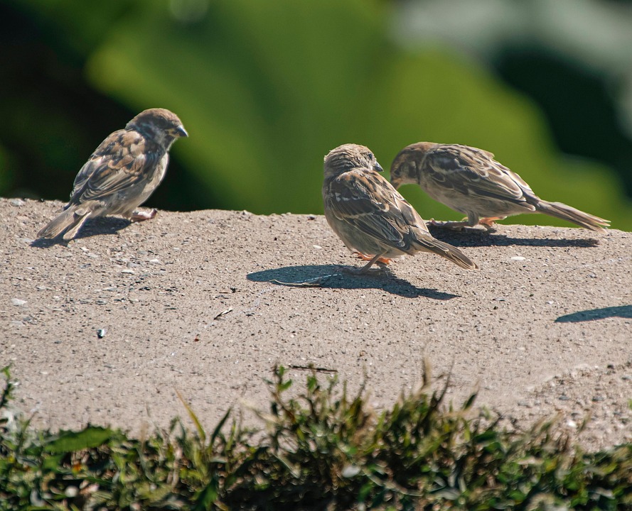 Sparrows Birds Perched - Free photo on Pixabay
