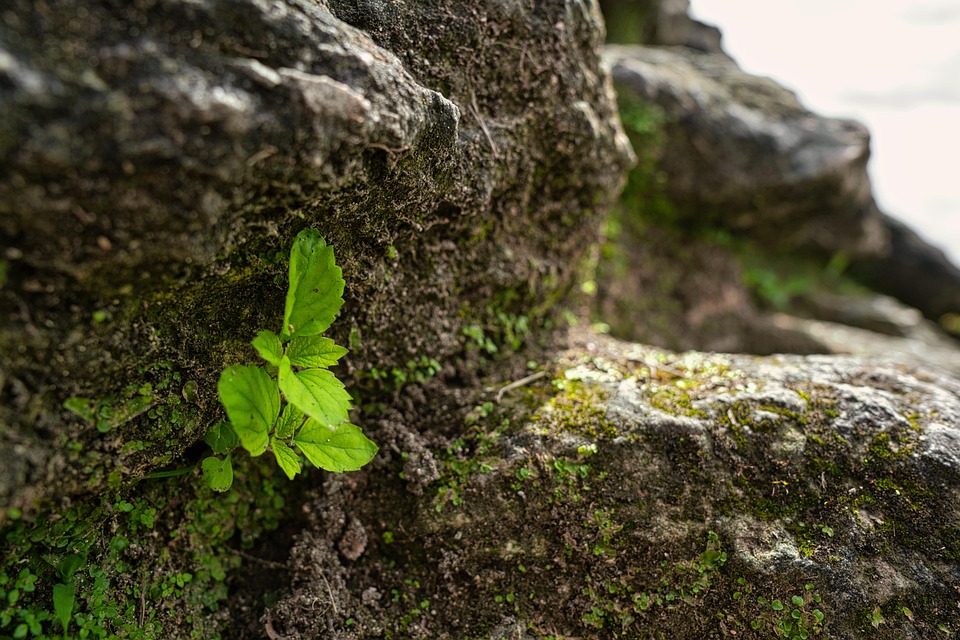 Nature Leaf Plant - Free photo on Pixabay