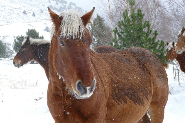 Cavalo Mamífero Monte Animal De - Foto gratuita no Pixabay - Pixabay
