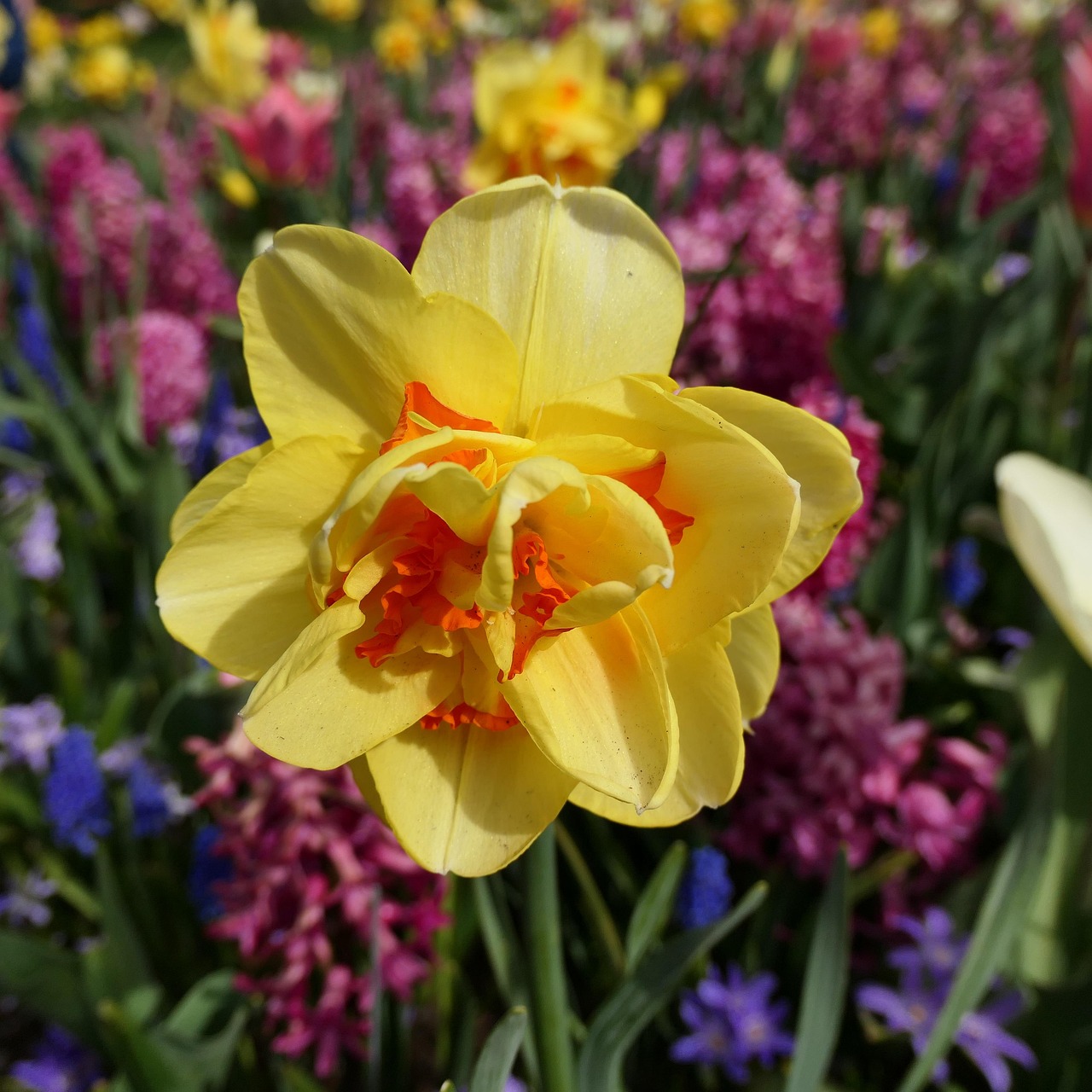 Blumen Glühbirnen Frühling - Kostenloses Foto auf Pixabay - Pixabay