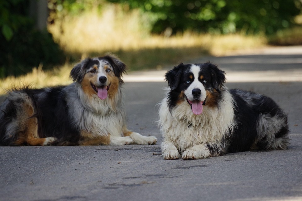 Dog Animal Pet - Free photo on Pixabay