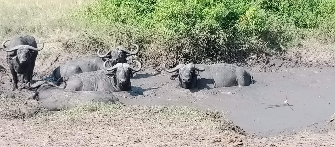 A Gang Buffalo Queen Elizabeth - Free photo on Pixabay - Pixabay