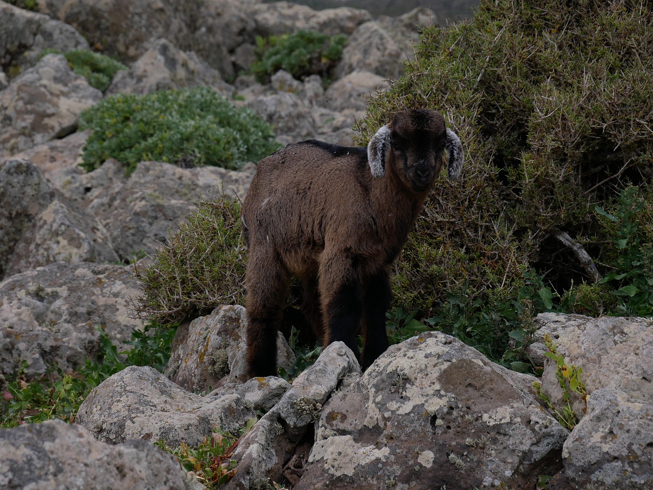 Chevreau Chèvre Mammifère - Photo gratuite sur Pixabay - Pixabay