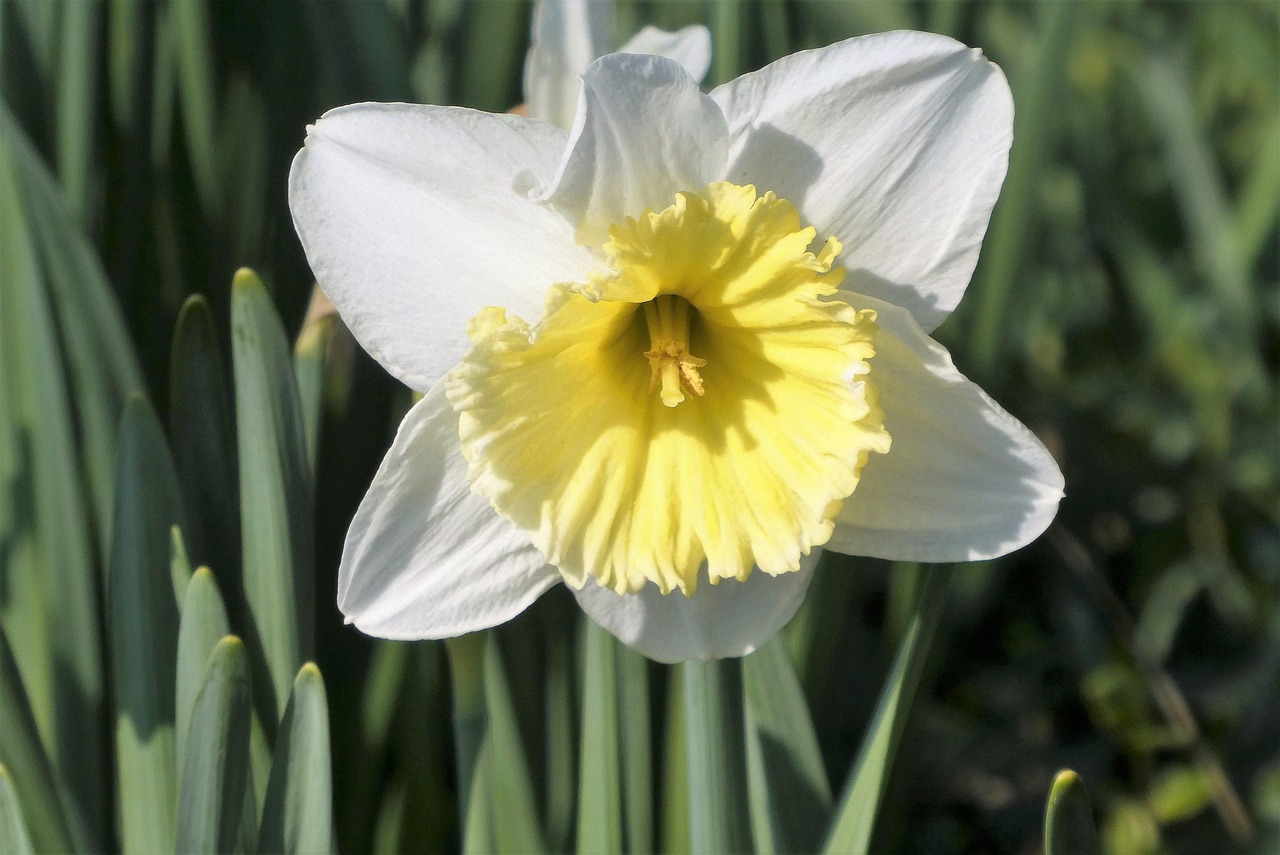 Daffodil Nature Garden Bulbous - Free photo on Pixabay - Pixabay