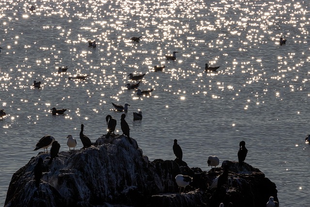 Stone Birds Seagulls - Free photo on Pixabay
