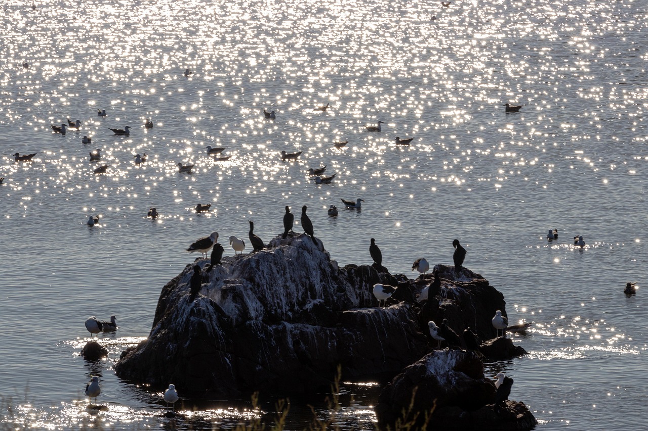 Stone Seagulls Birds - Free photo on Pixabay
