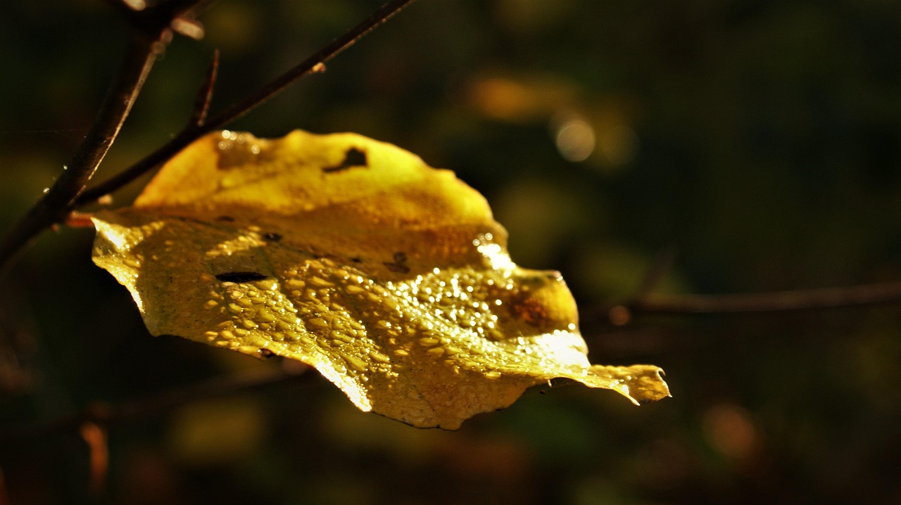 Dew Yellow Sunlight - Free photo on Pixabay - Pixabay