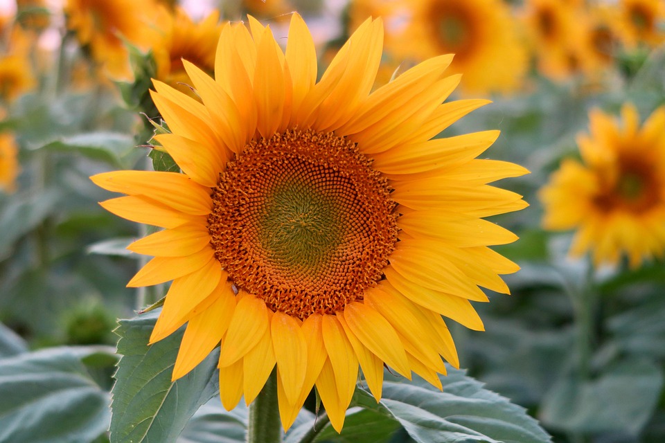 Flower Botany Sunflower Yellow - Free photo on Pixabay