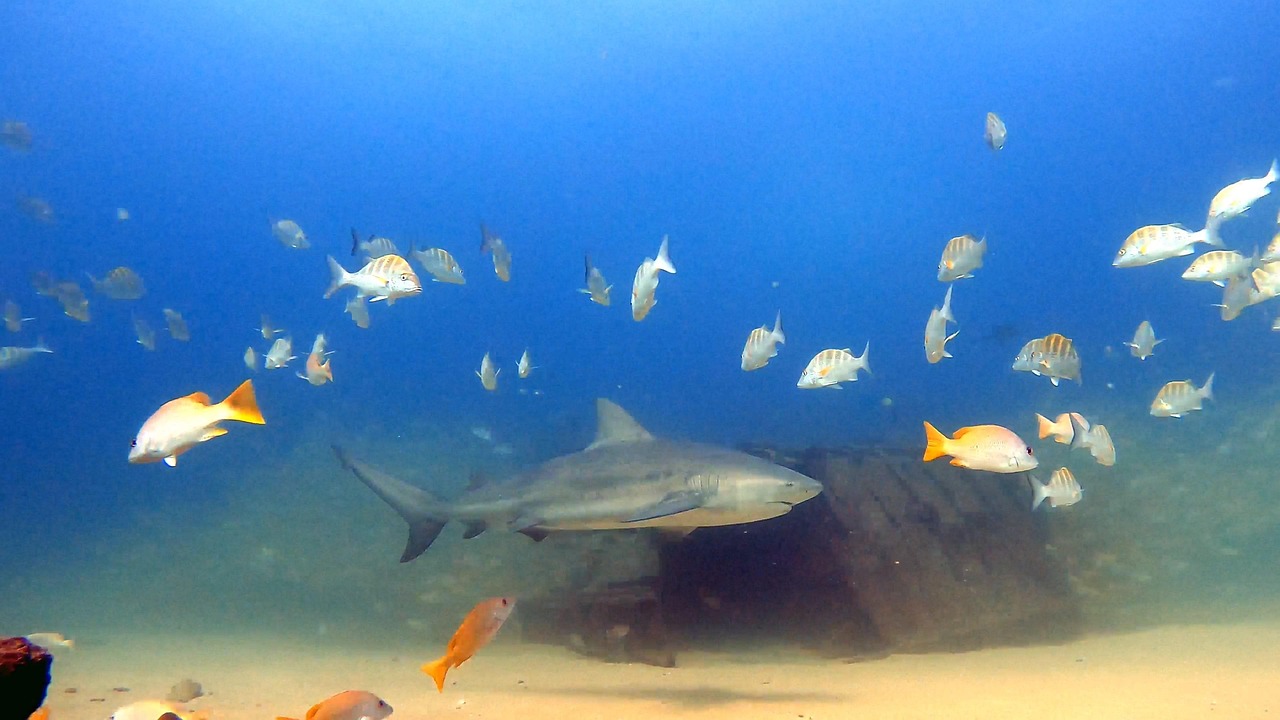 Shark Boat Underwater - Free photo on Pixabay - Pixabay