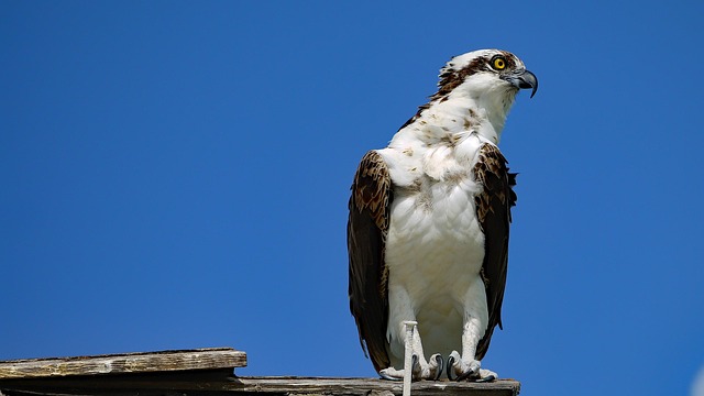 30,000+ Free Osprey Bird & Osprey Images - Pixabay