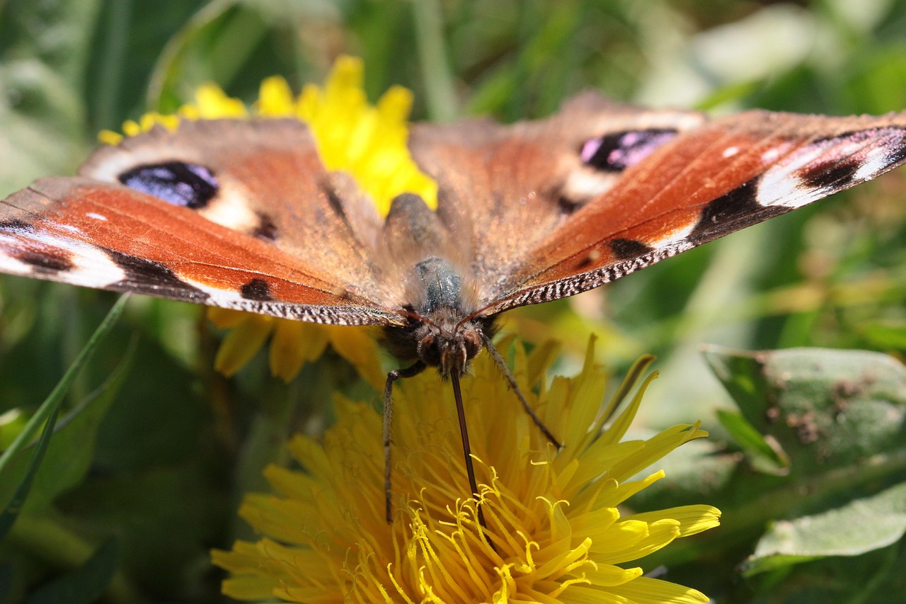 Sommerfugl Blomst Insekt - Gratis foto på Pixabay - Pixabay