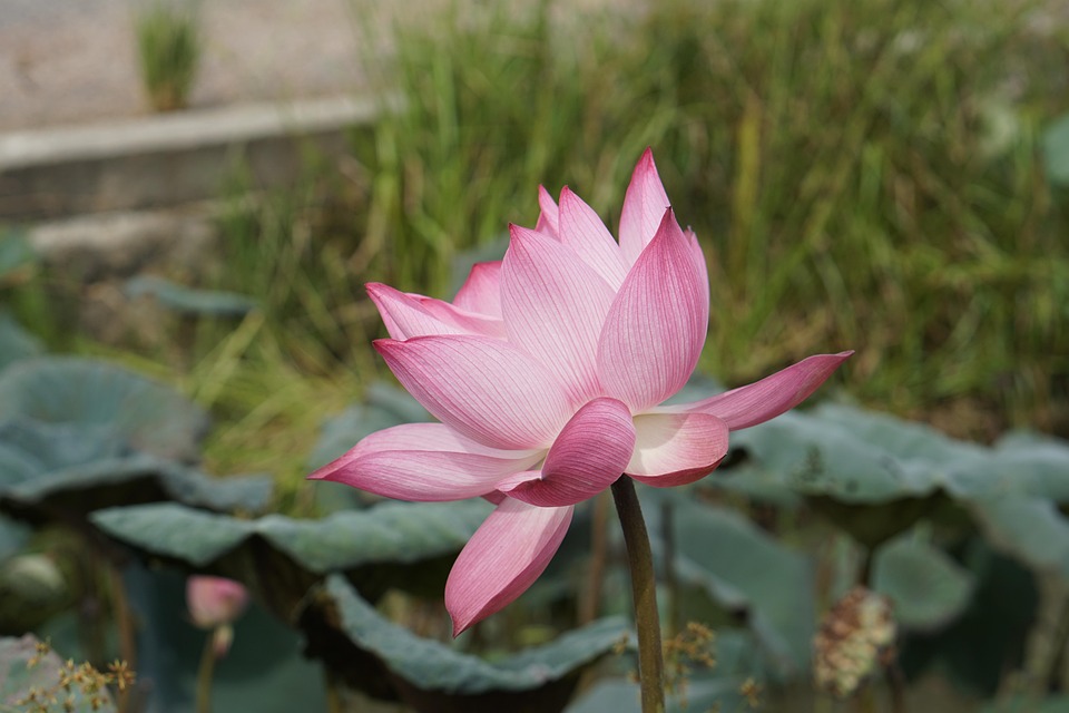 Lotus Flower Leaves - Free photo on Pixabay