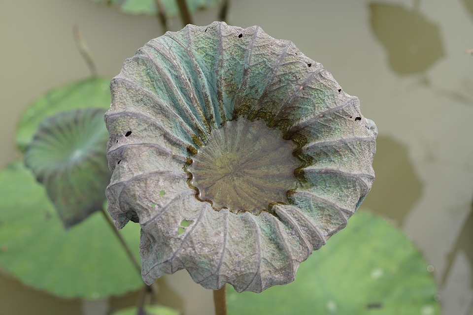 Feuille De Lotus Lac Fleur - Photo gratuite sur Pixabay - Pixabay