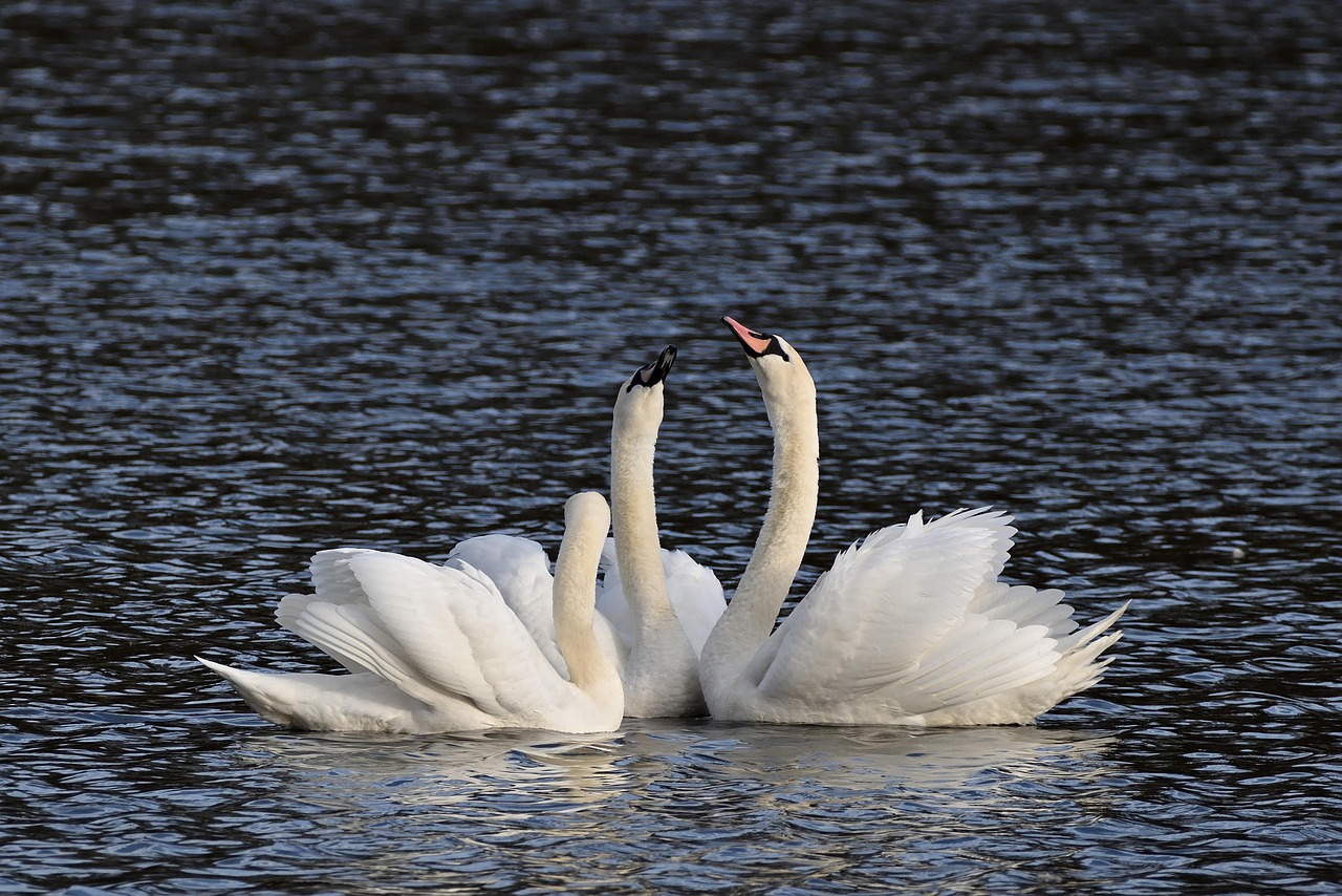 10,000+ Free Swan & Nature Photos - Pixabay