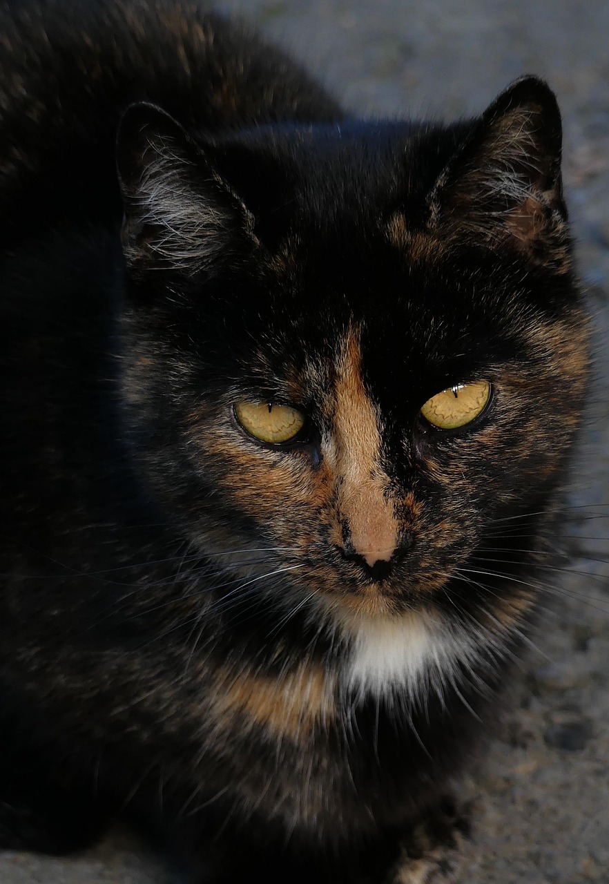 Gato Olhos De Cabelo Bicho - Foto gratuita no Pixabay - Pixabay
