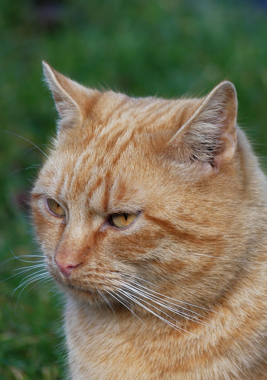 Gato Animal Felino - Foto gratis en Pixabay - Pixabay