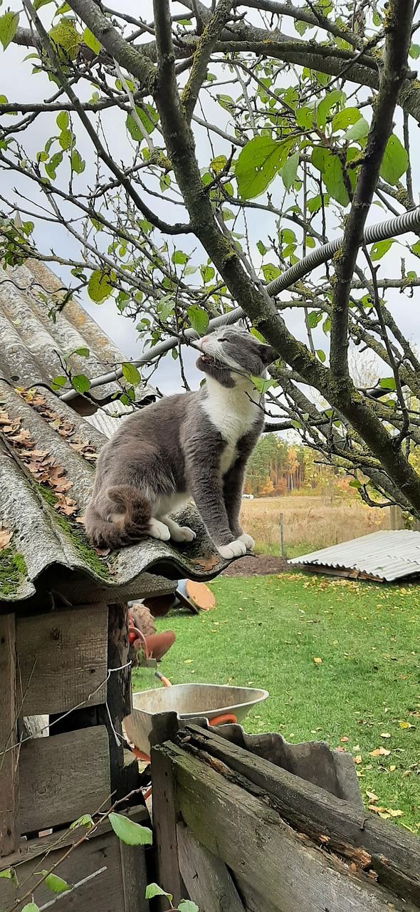 Cat Chat Sur Le Toit Village - Photo gratuite sur Pixabay - Pixabay