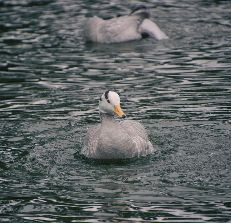 Bar-Headed Geese Pond - Free photo on Pixabay