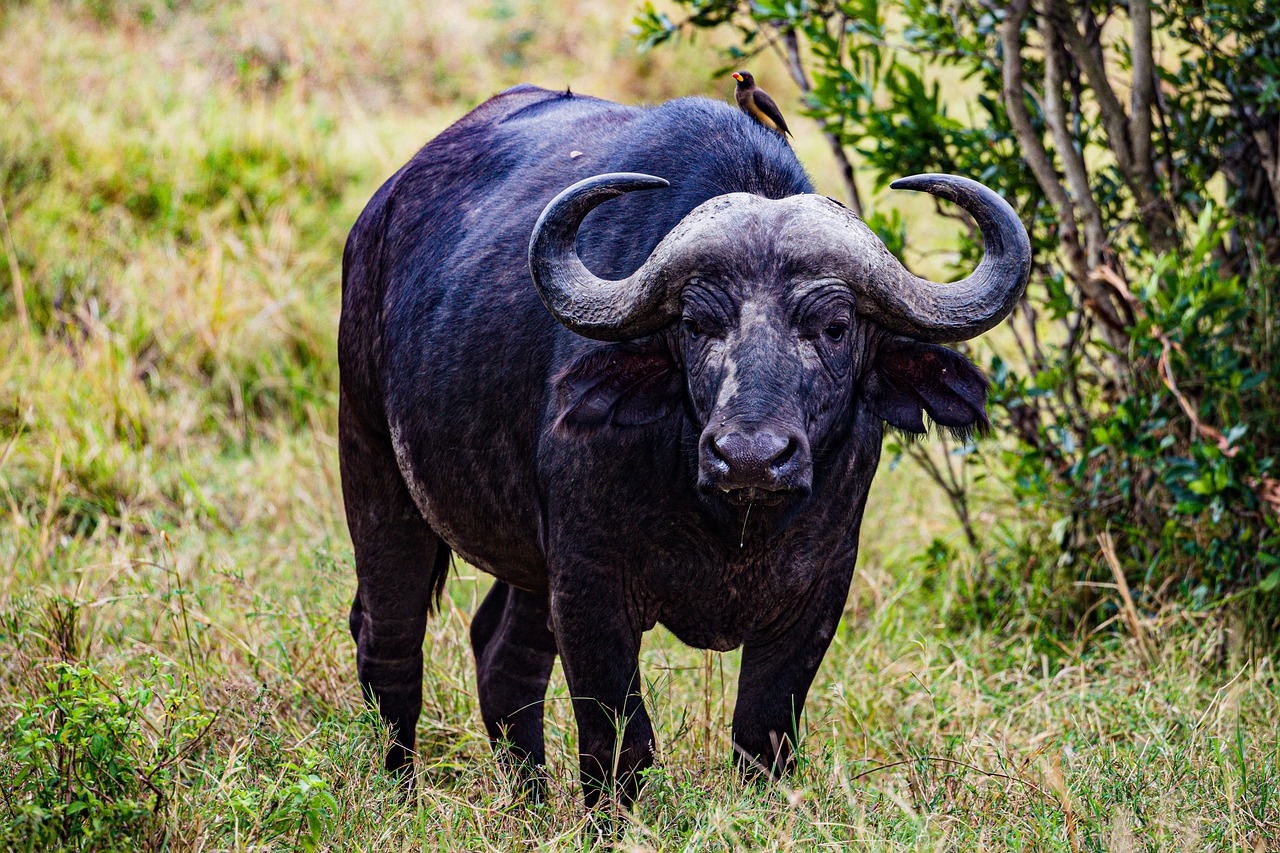 Grazing Grassland Great Rift - Free photo on Pixabay
