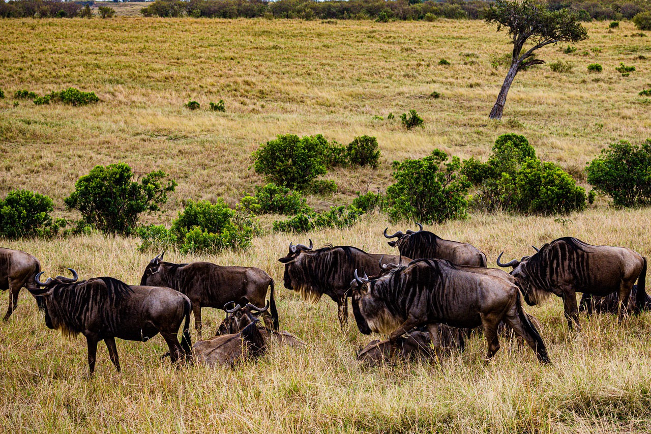 Gnus Weiden Wiese Großes Rift - Kostenloses Foto auf Pixabay - Pixabay