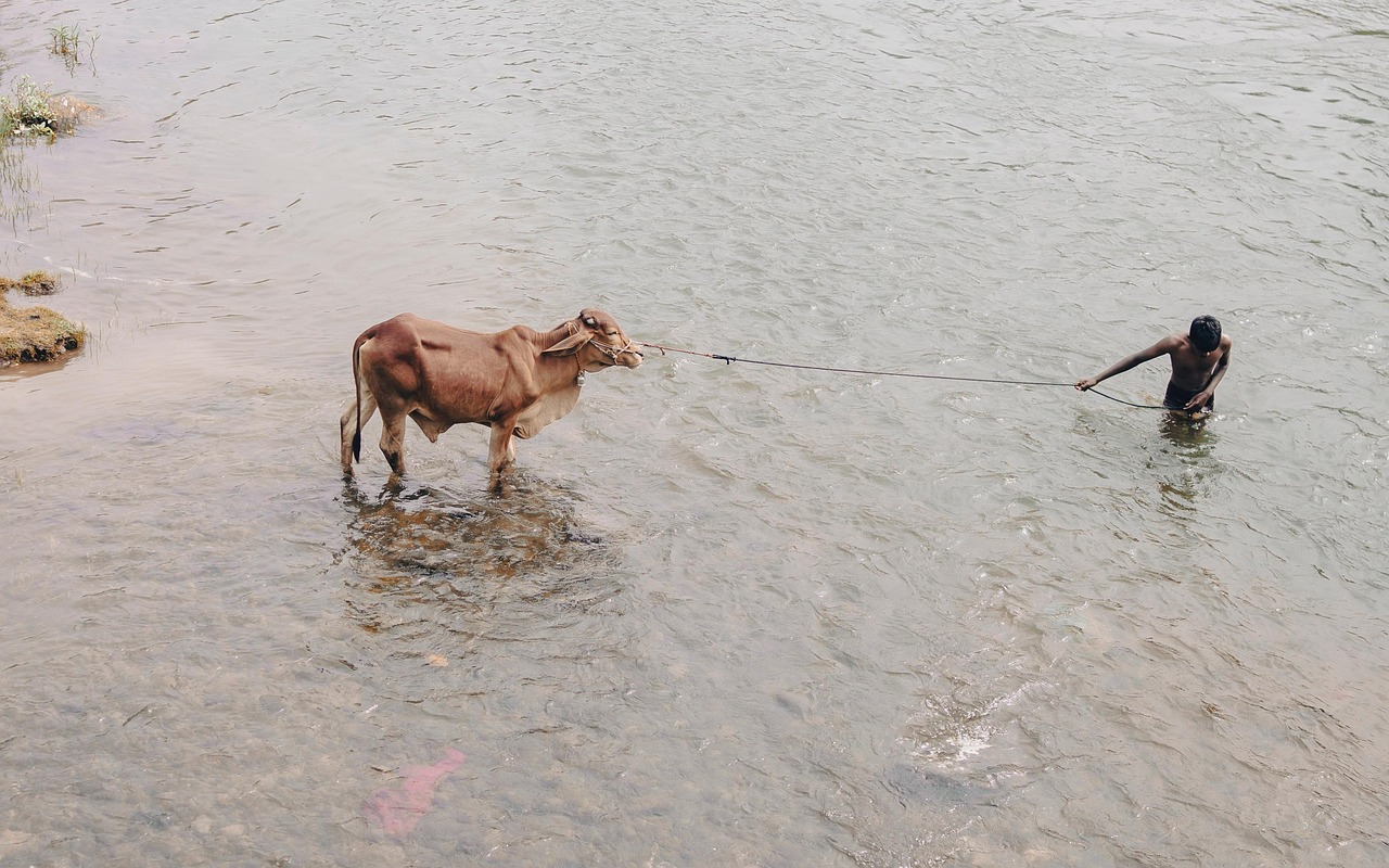 100+ Free India Cow & India Images - Pixabay