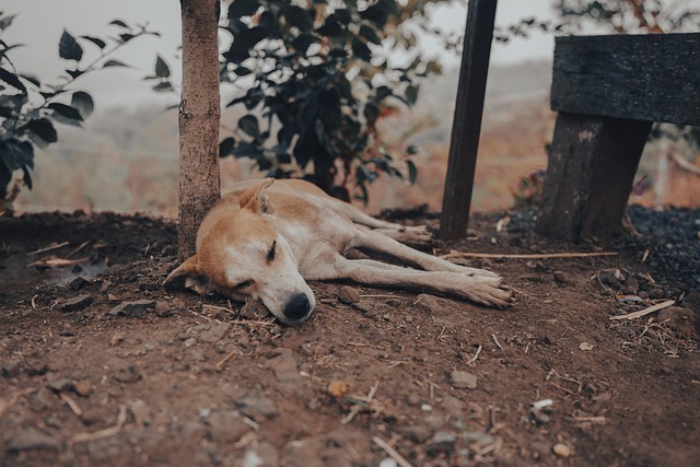Dog Wake Up Sleeping - Free photo on Pixabay