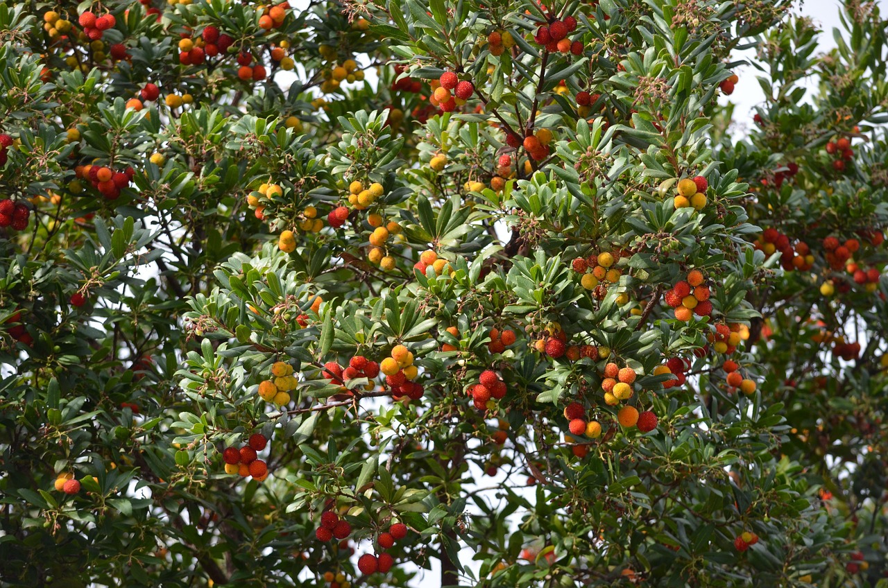 Sardinia Bono Tree - Free photo on Pixabay