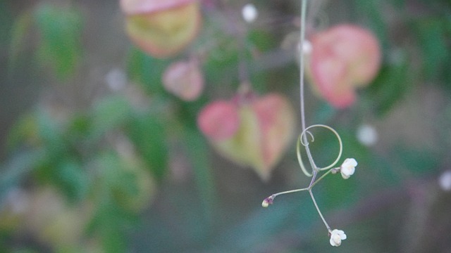 Little Flower Falling Bell - Free photo on Pixabay - Pixabay