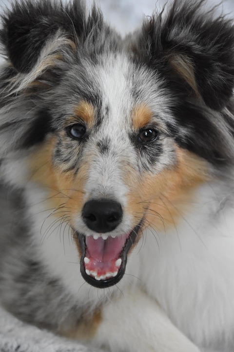 Chien Canin Shetland Sheepdog - Photo gratuite sur Pixabay
