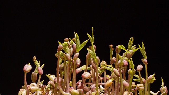 Meer dan 100.000 gratis afbeeldingen van Ontkieming Van Tuinkers en ...