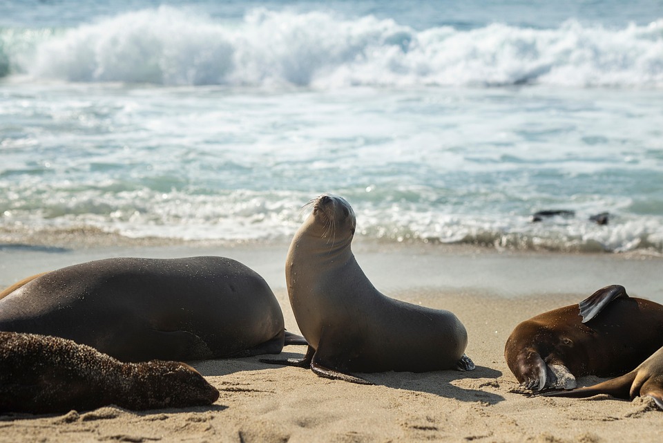 Beach Seal Marine - Free photo on Pixabay - Pixabay