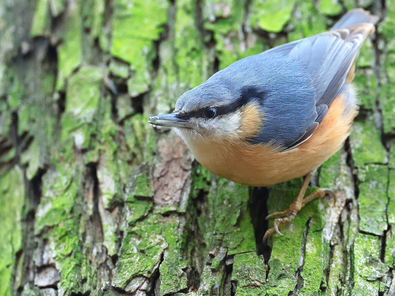 Bird Eurasian Nuthatch Tree - Free photo on Pixabay
