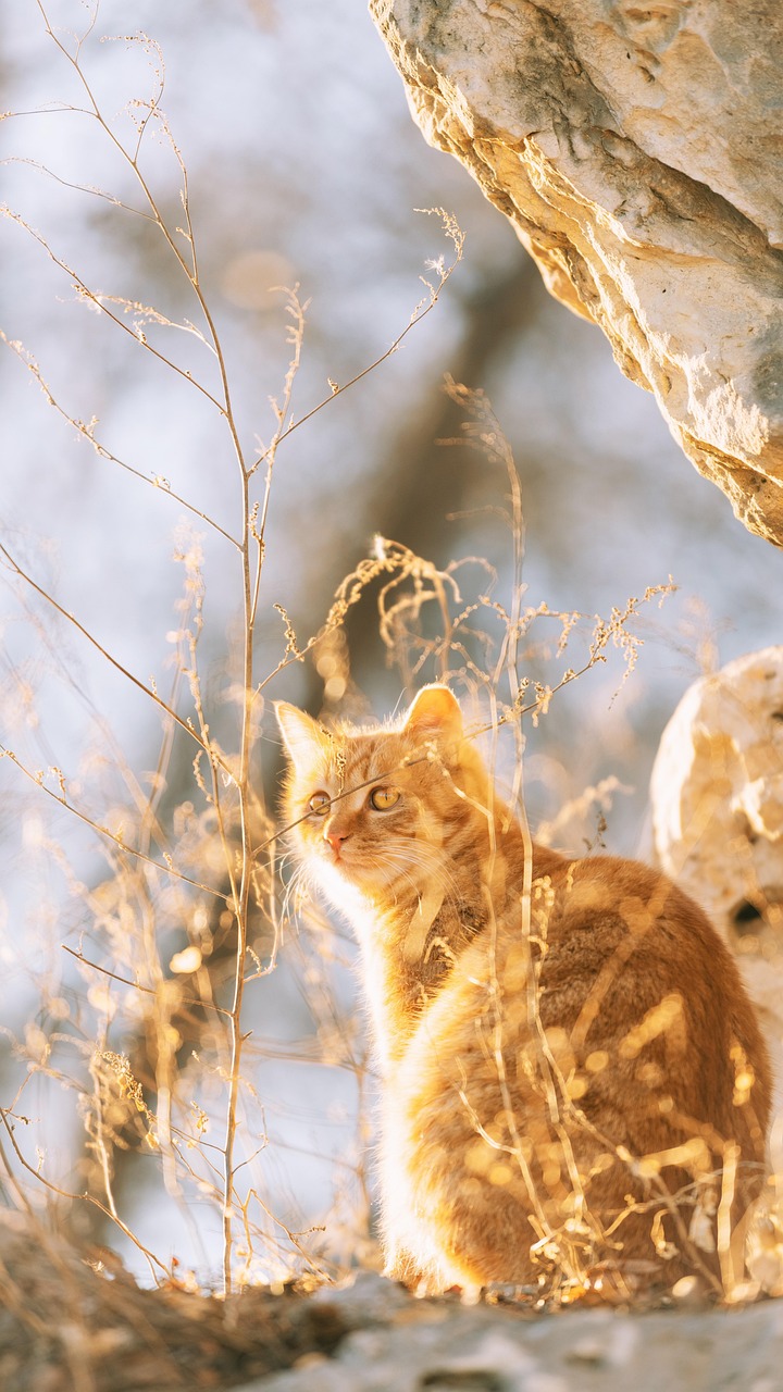 Winter Cat Orange - Free photo on Pixabay - Pixabay
