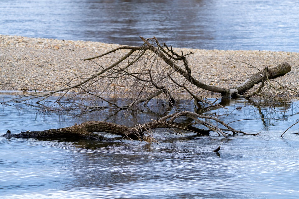 Tree Branch Sandbank - Free photo on Pixabay - Pixabay