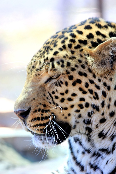 Lampart Zwierzę Natura Panthera - Darmowe zdjęcie na Pixabay
