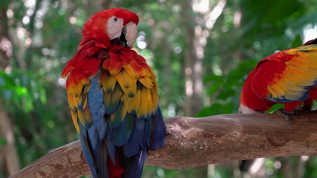 Bird Parrot Beak - Free photo on Pixabay
