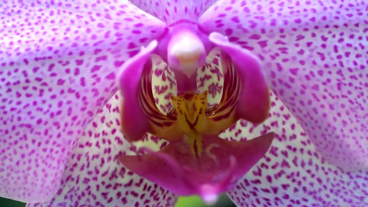 Beautiful Flower The Most - Free photo on Pixabay - Pixabay