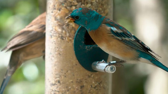 Minute Nature Bird - Free photo on Pixabay
