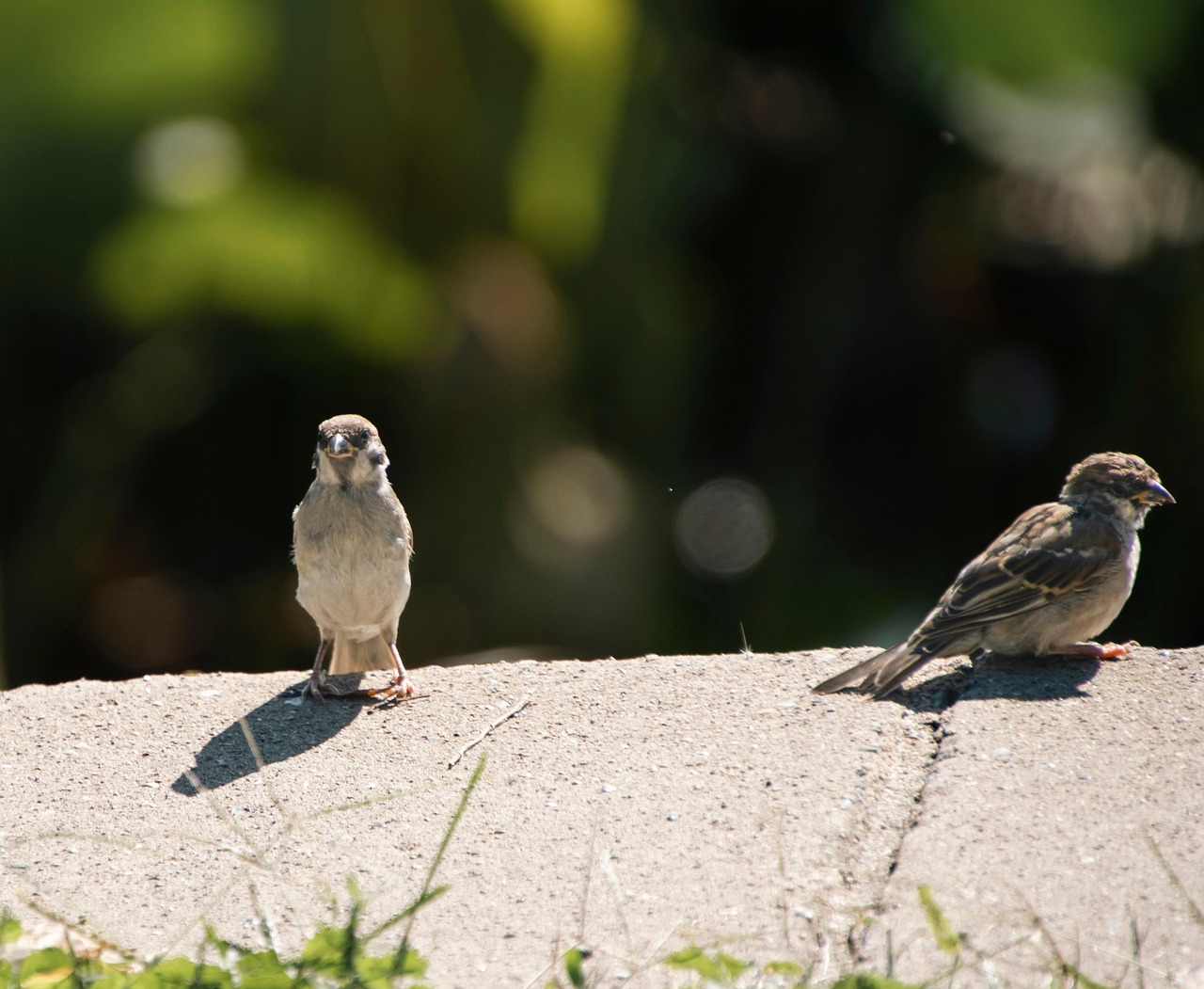 Birds Sparrows Perched - Free photo on Pixabay
