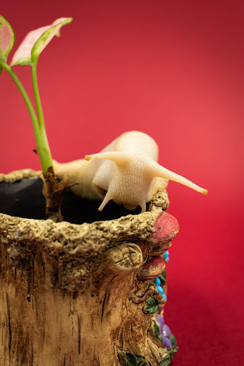 9+ Free Giant African Snail & Snail Images - Pixabay