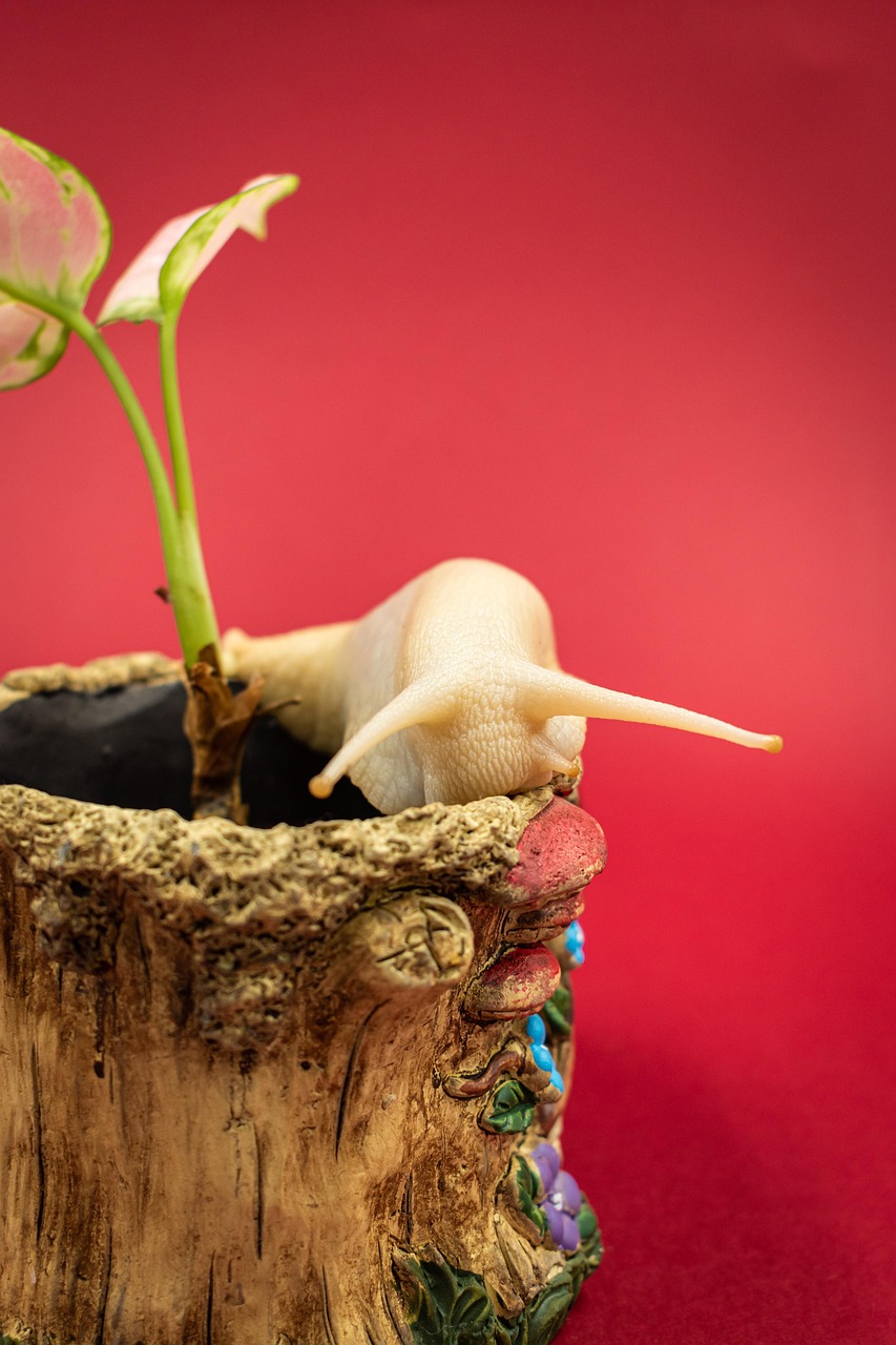 Giant African Snail Animal - Free photo on Pixabay - Pixabay