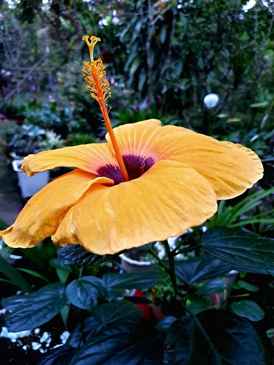 Flower Stamen And Pistil - Free photo on Pixabay - Pixabay