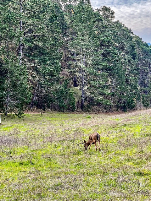 Deer Landscape - Free photo on Pixabay