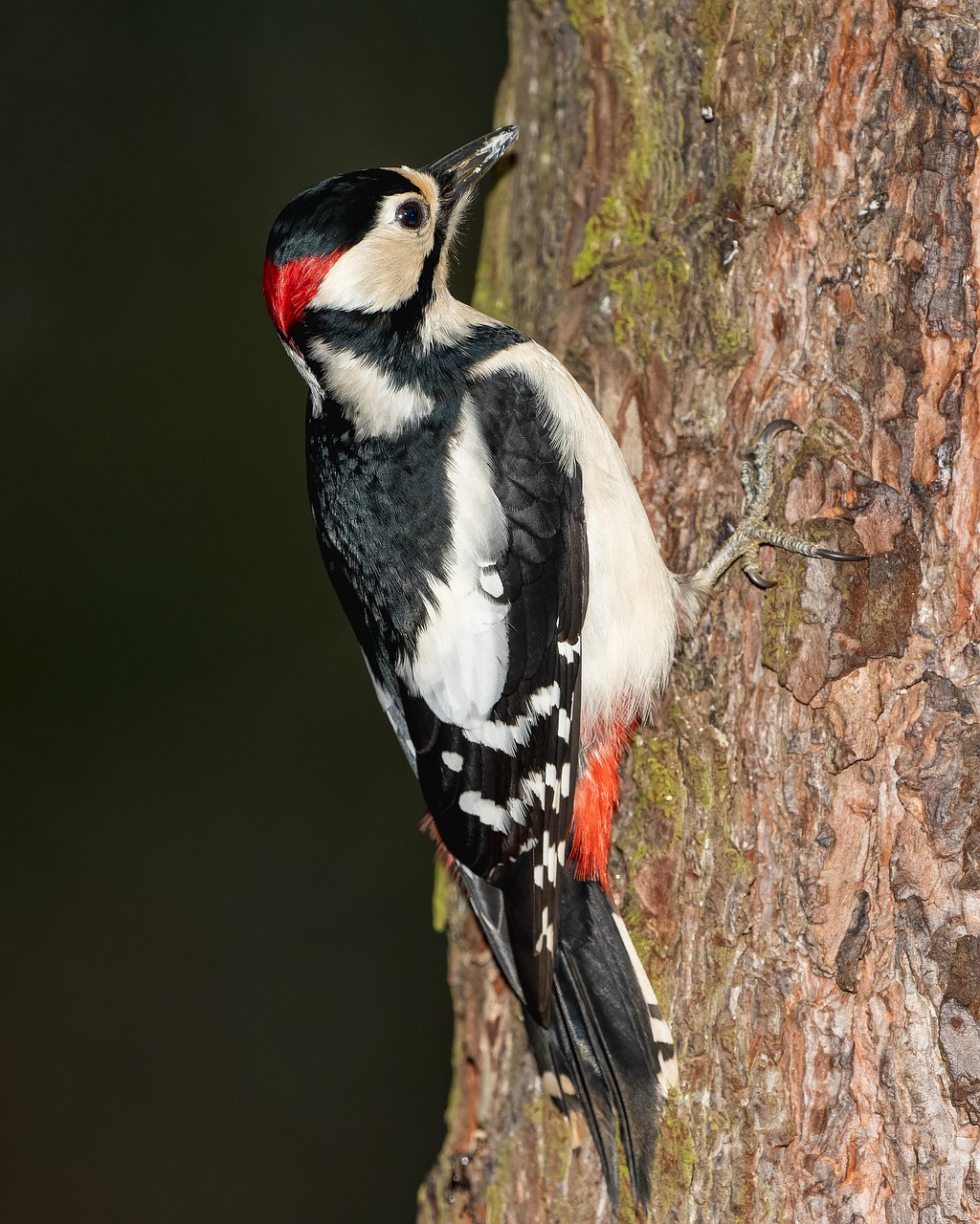 Hakkespett Fugl Fauna - Gratis foto på Pixabay - Pixabay