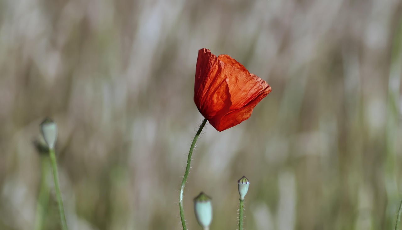 Corn Poppy Flower Spring - Free photo on Pixabay