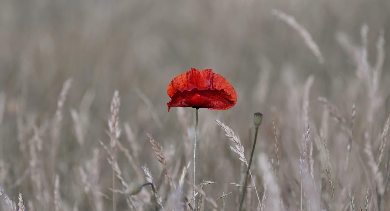 Corn Poppy Flower Spring - Free photo on Pixabay