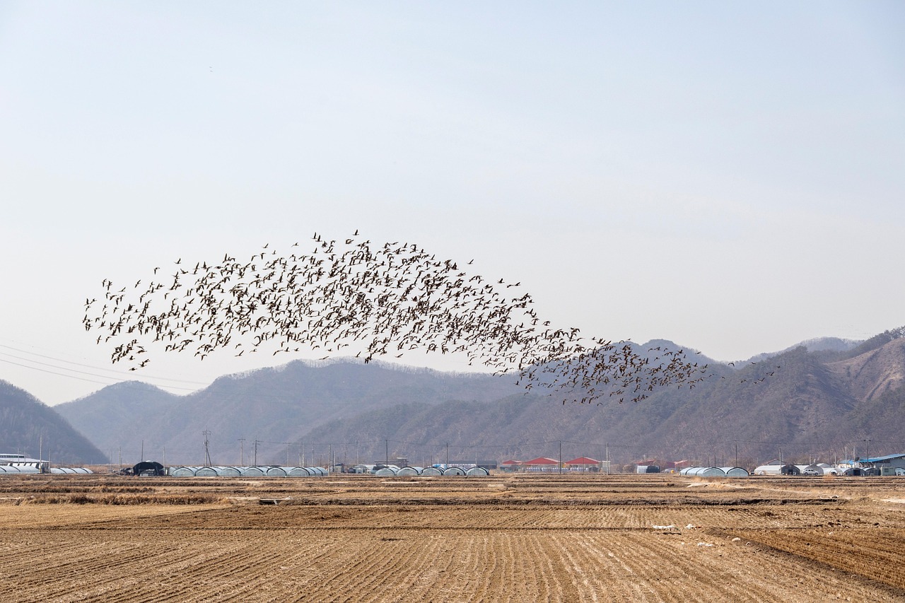 Wild Goose Flock Flight - Free photo on Pixabay