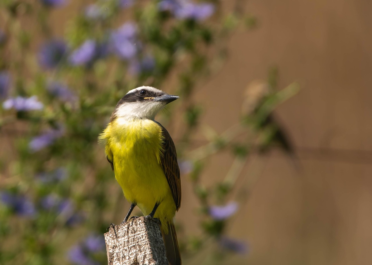 30,000+ Free Big Bird & Bird Images - Pixabay