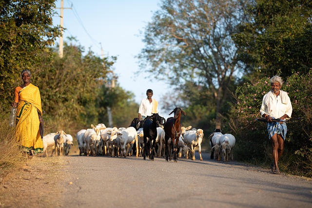Cows Herders Animals - Free photo on Pixabay - Pixabay