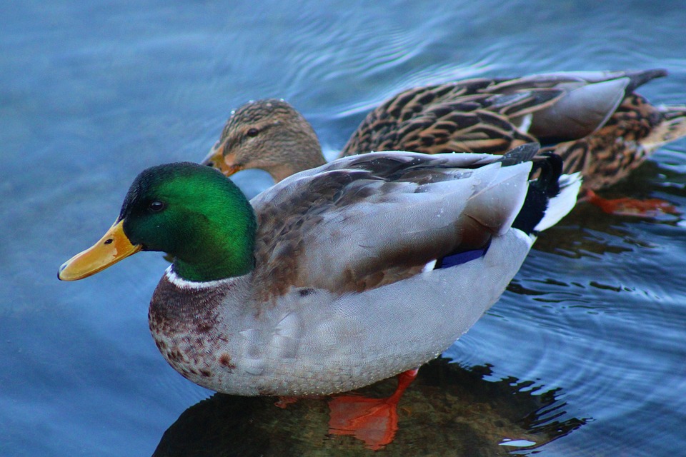 Ducks Waterfowls Lake - Free photo on Pixabay